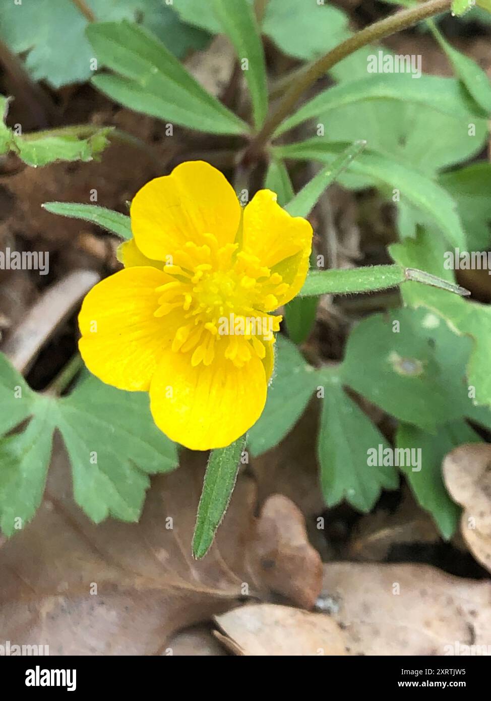 Goldilocks Buttercup (Ranunculus auricomus) Plantae Stock Photo - Alamy