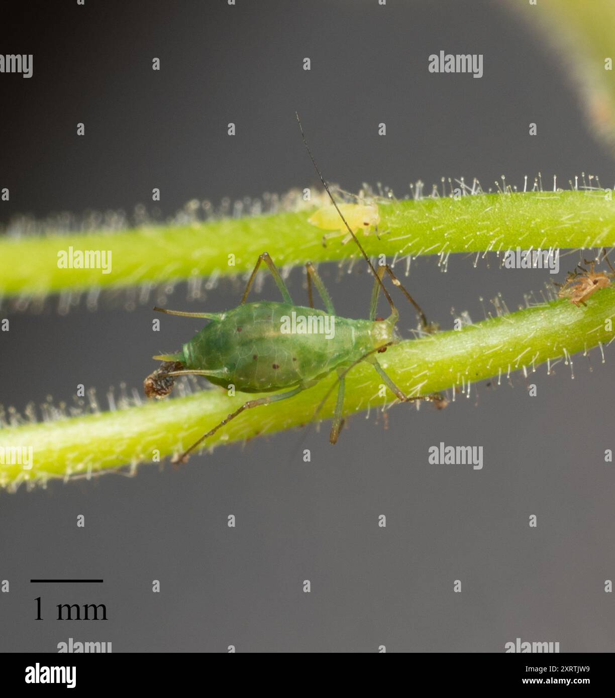 Potato Aphid (Macrosiphum euphorbiae) Insecta Stock Photo - Alamy