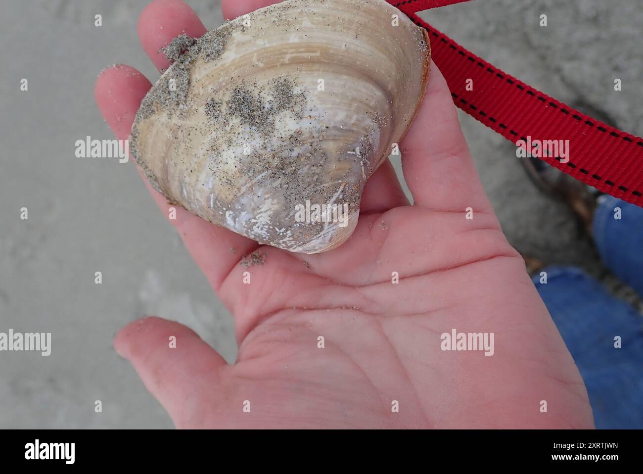 West Atlantic Surfclam (Spisula solidissima) Mollusca Stock Photo - Alamy