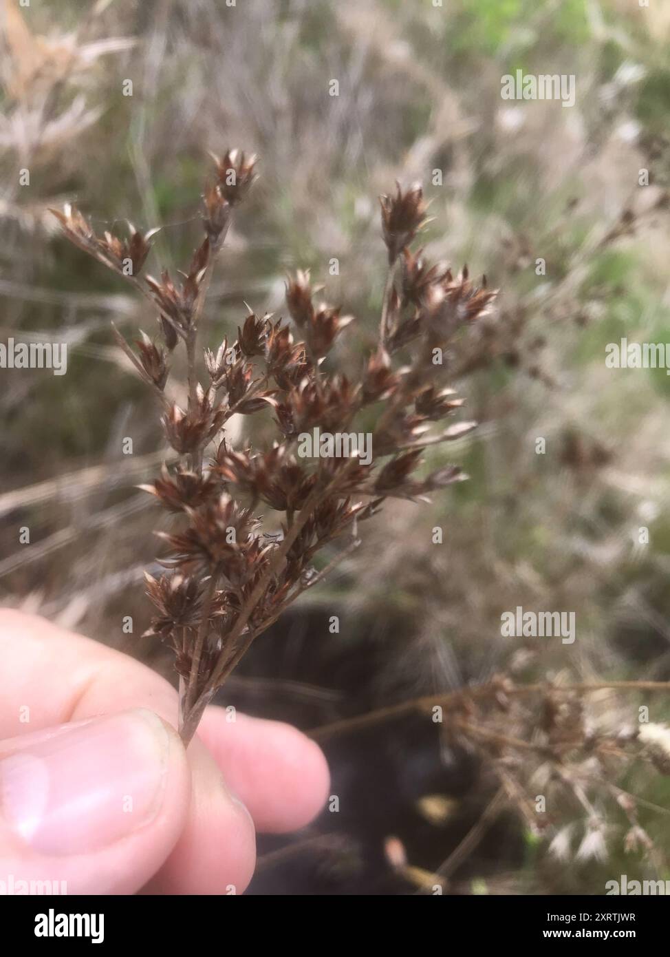 Redpod Rush (Juncus trigonocarpus) Plantae Stock Photo - Alamy
