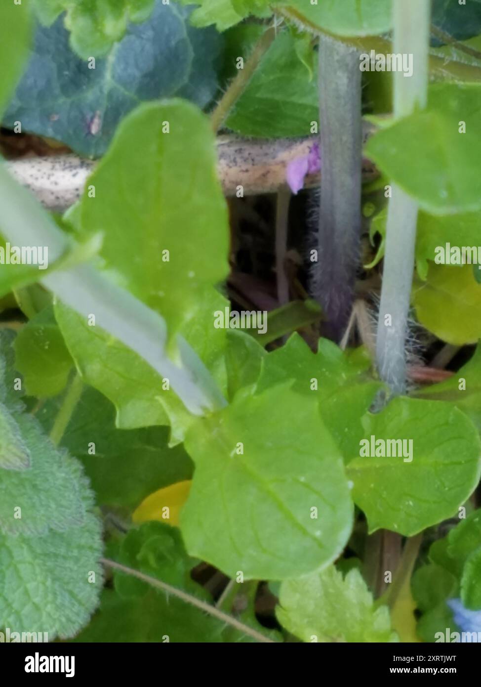 garlic penny-cress (Mummenhoffia alliacea) Plantae Stock Photo - Alamy