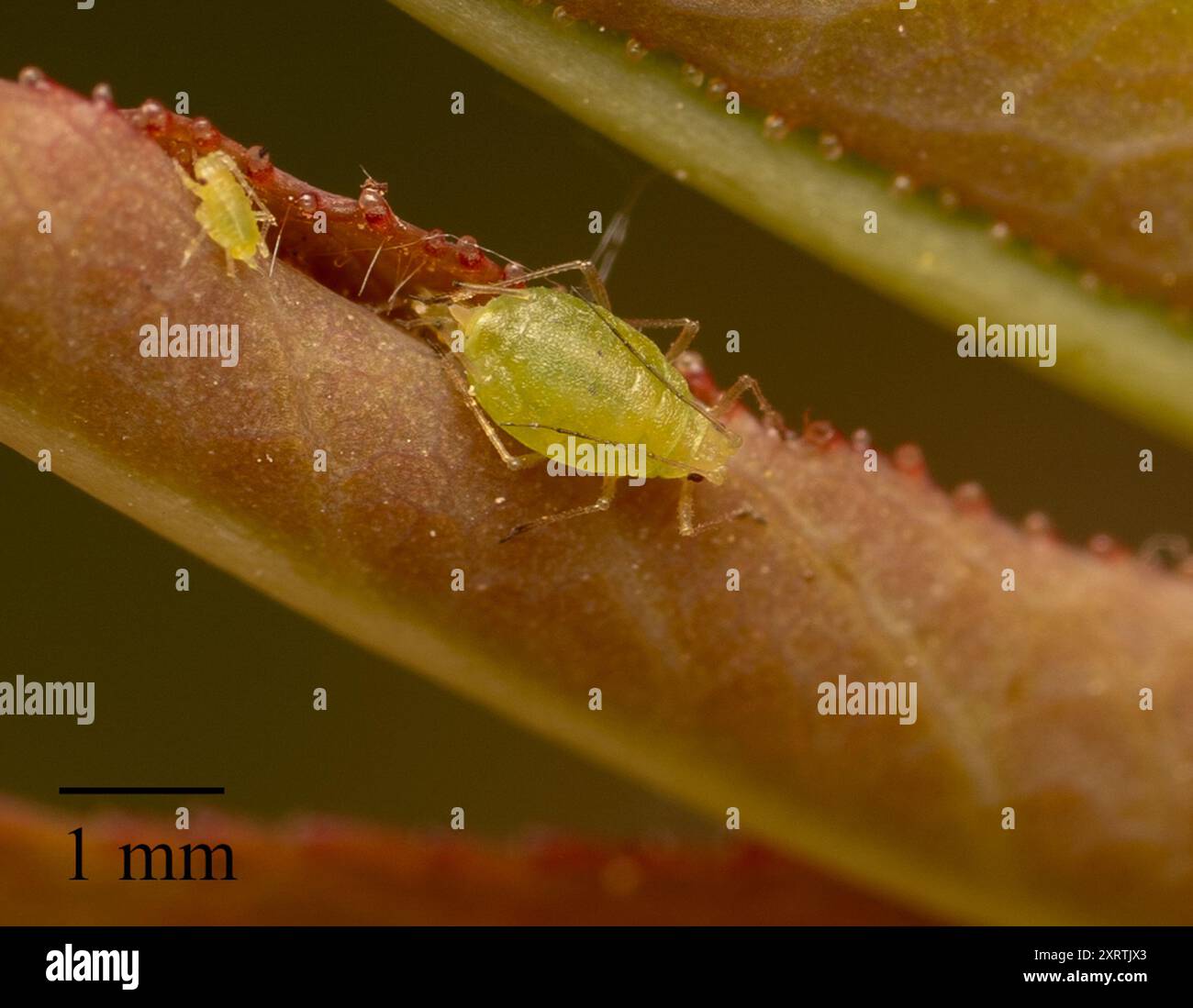 Green Peach Aphid (Myzus persicae) Insecta Stock Photo - Alamy