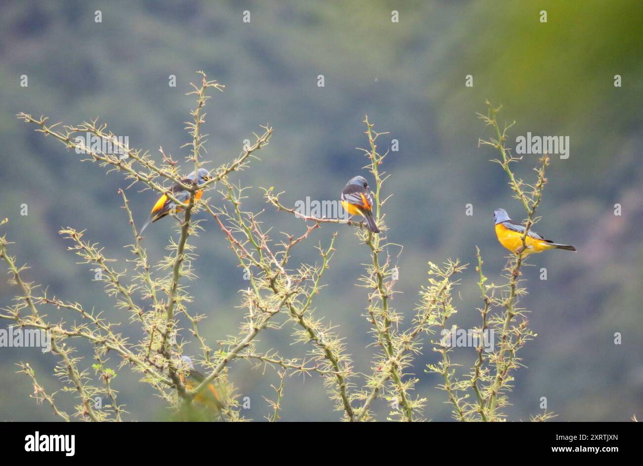 Blue-and-yellow Tanager (Rauenia bonariensis) Aves Stock Photo - Alamy