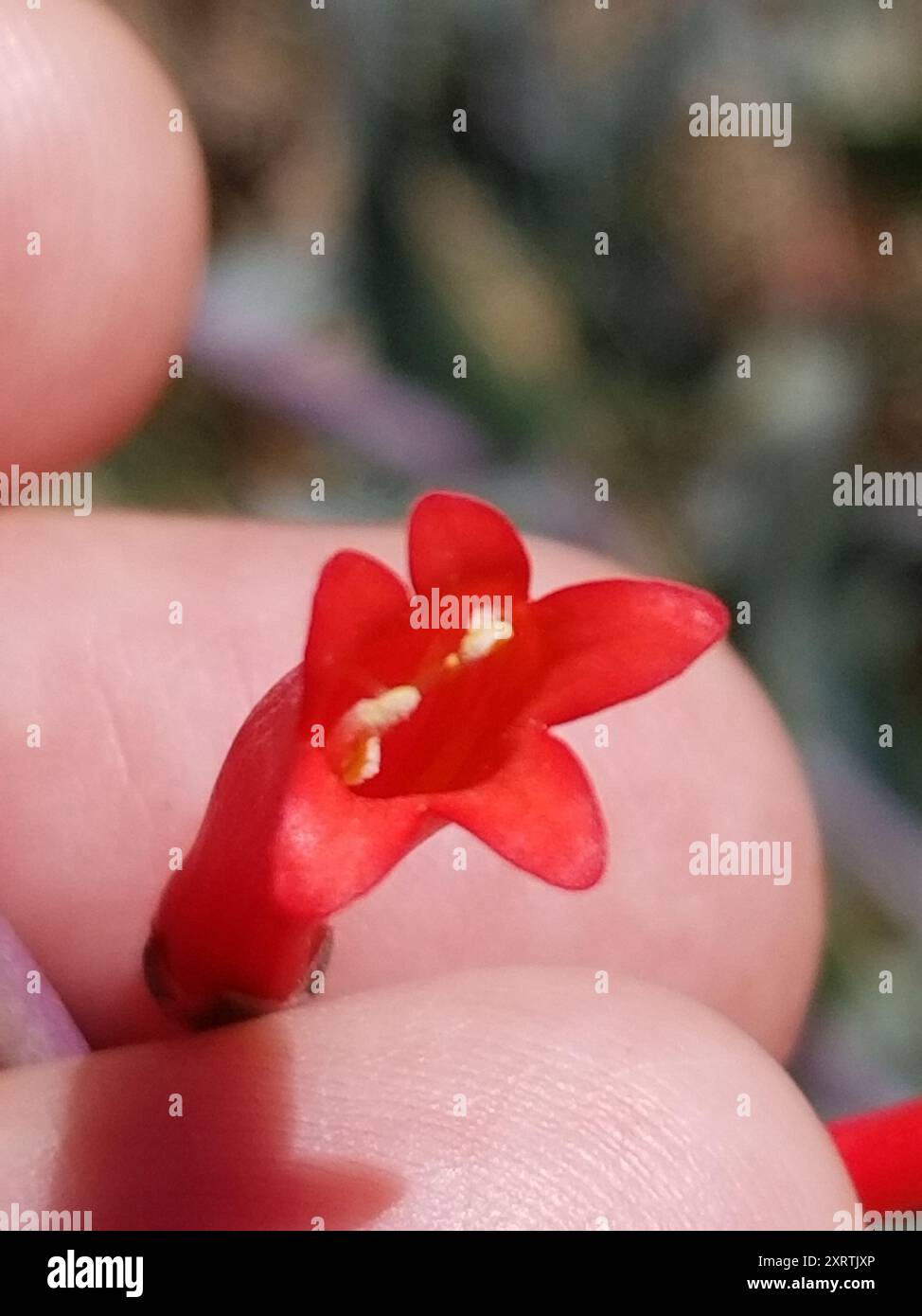 scarlet bugler (Penstemon centranthifolius) Plantae Stock Photo - Alamy