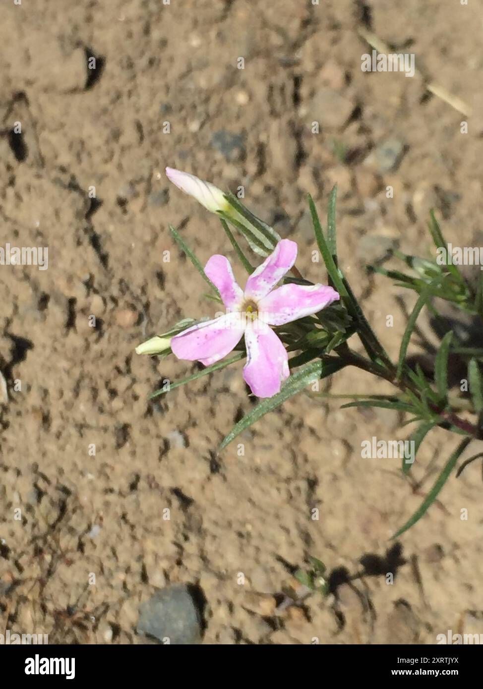 Longleaf Phlox (Phlox longifolia) Plantae Stock Photo - Alamy