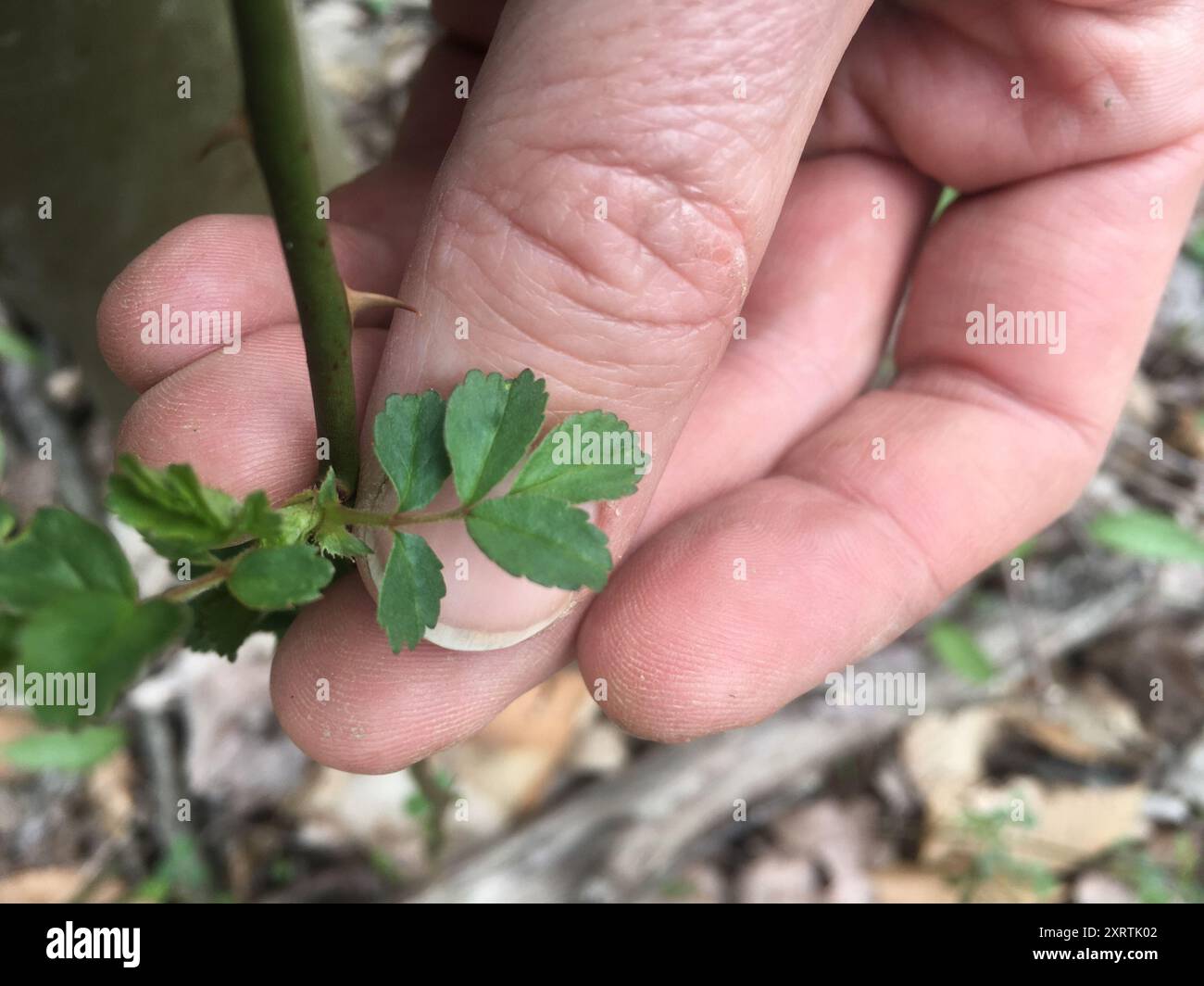 multiflora rose (Rosa multiflora) Plantae Stock Photo - Alamy