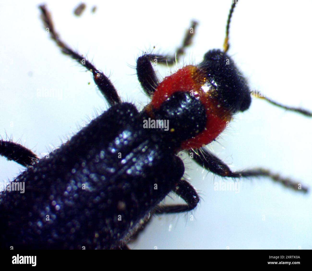 Black and Red Checkered Beetle (Placopterus thoracicus) Insecta Stock ...