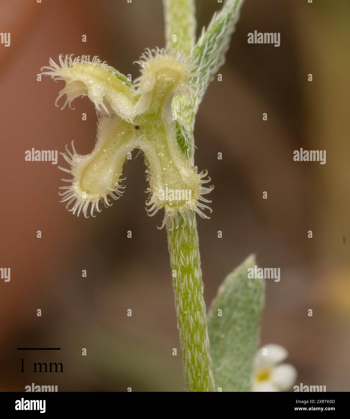 borage family (Boraginaceae) Plantae Stock Photo - Alamy