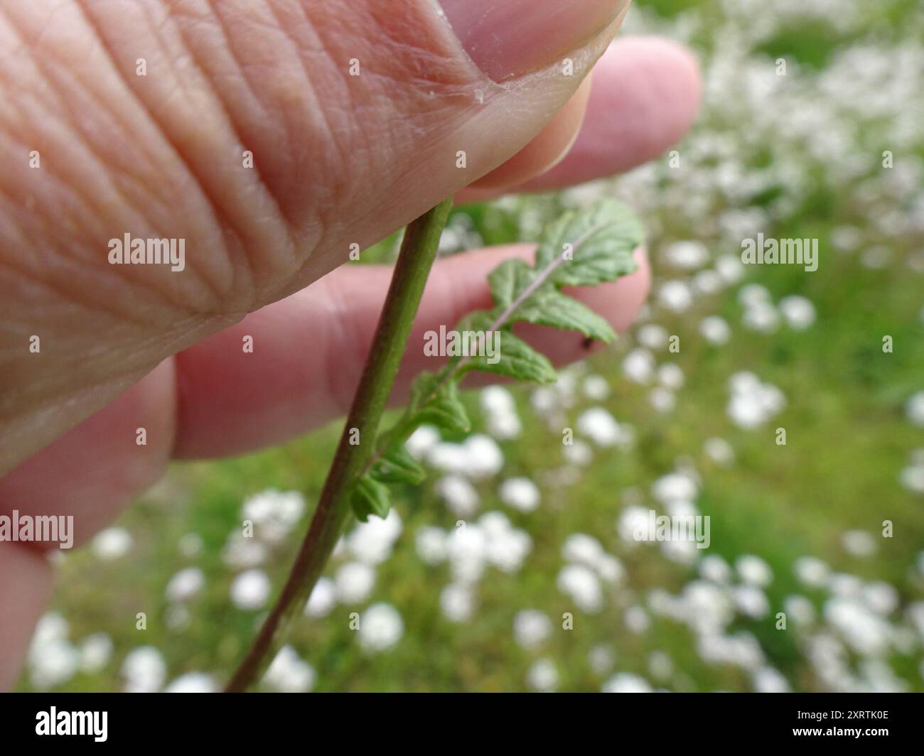 White Wall-rocket (Diplotaxis erucoides) Plantae Stock Photo - Alamy