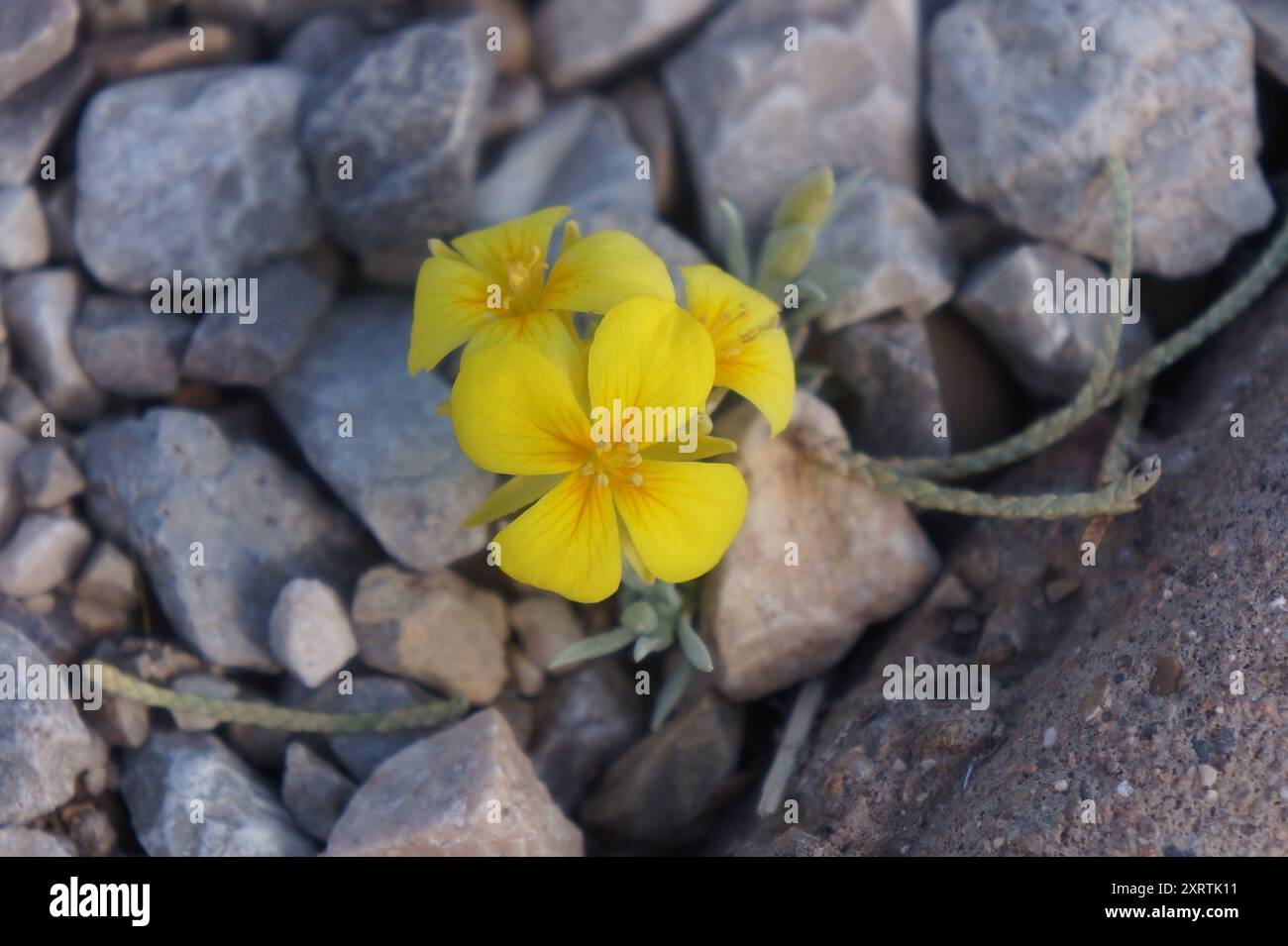 bladderpods (Physaria) Plantae Stock Photo - Alamy