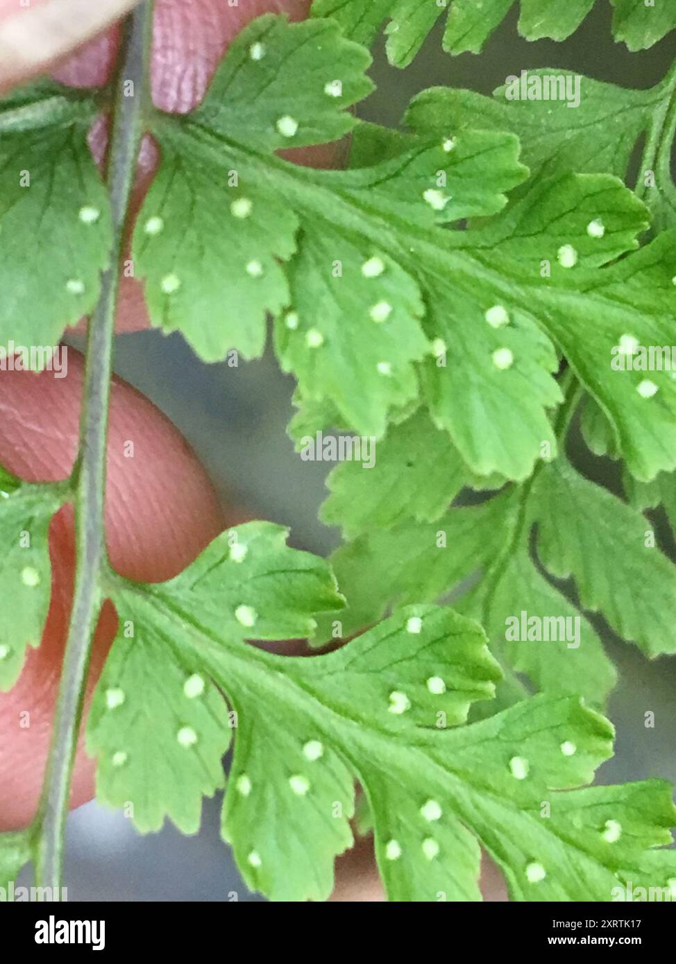 Mackay's Fragile Fern (Cystopteris tenuis) Plantae Stock Photo - Alamy