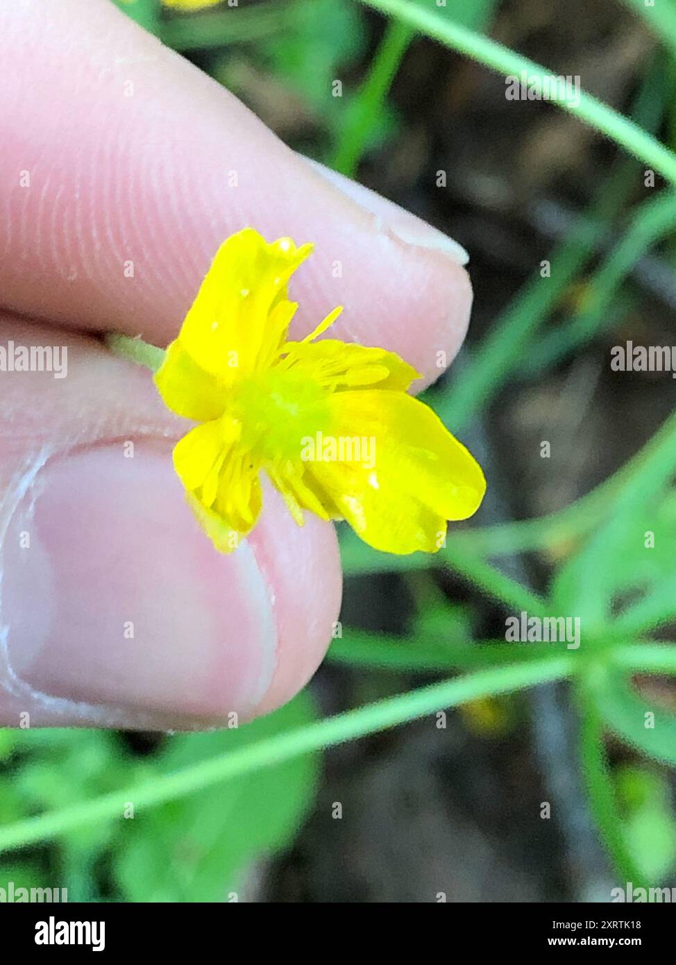 Goldilocks Buttercup (Ranunculus auricomus) Plantae Stock Photo - Alamy