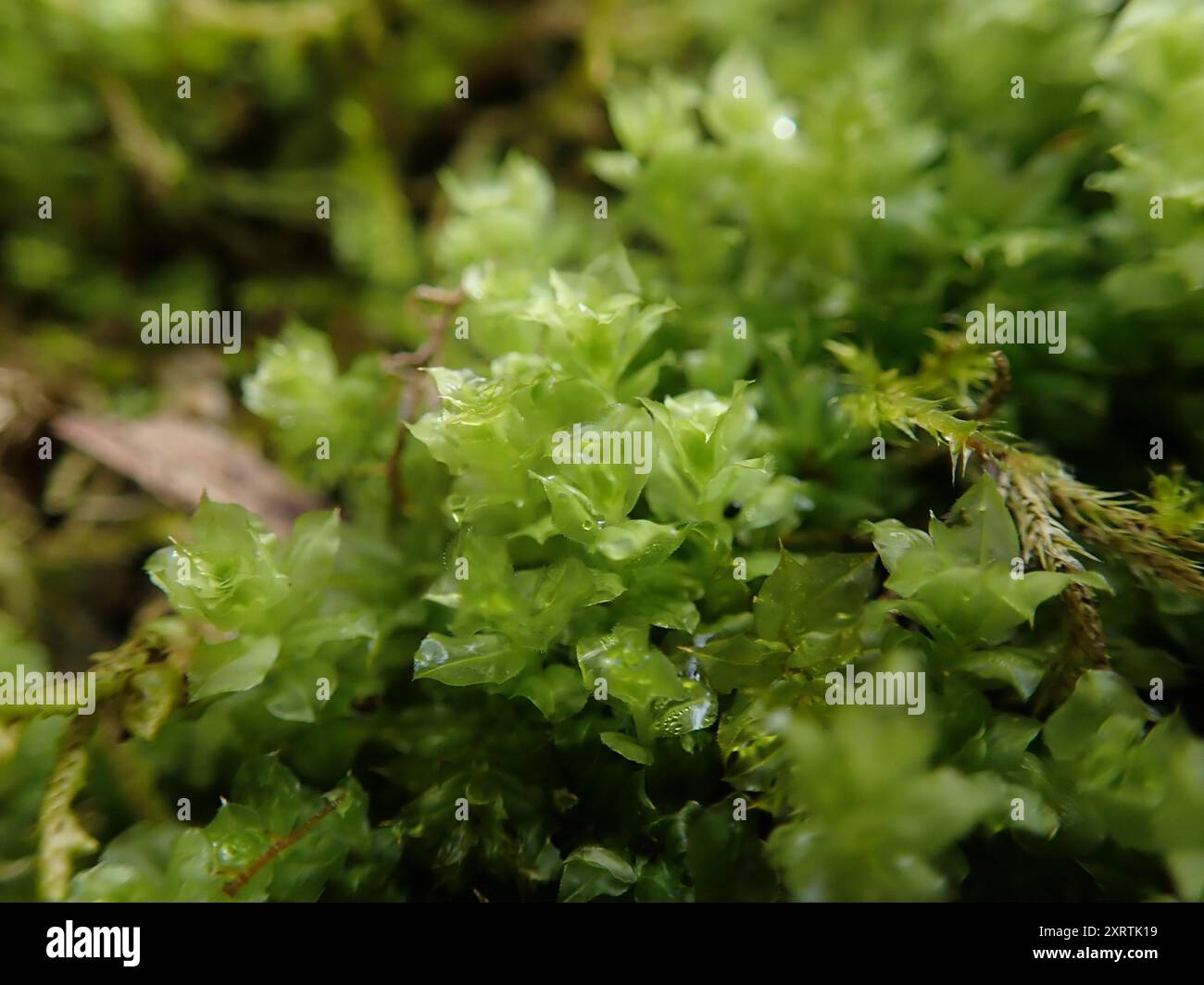 Badge Moss (Plagiomnium insigne) Plantae Stock Photo - Alamy