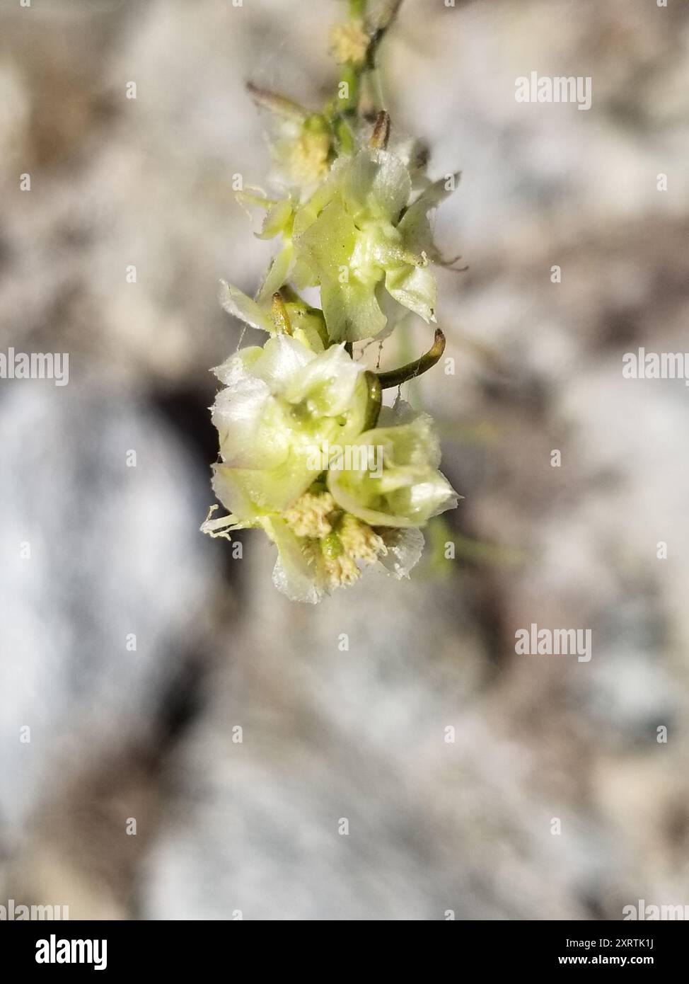Cheesebush (Ambrosia salsola) Plantae Stock Photo - Alamy