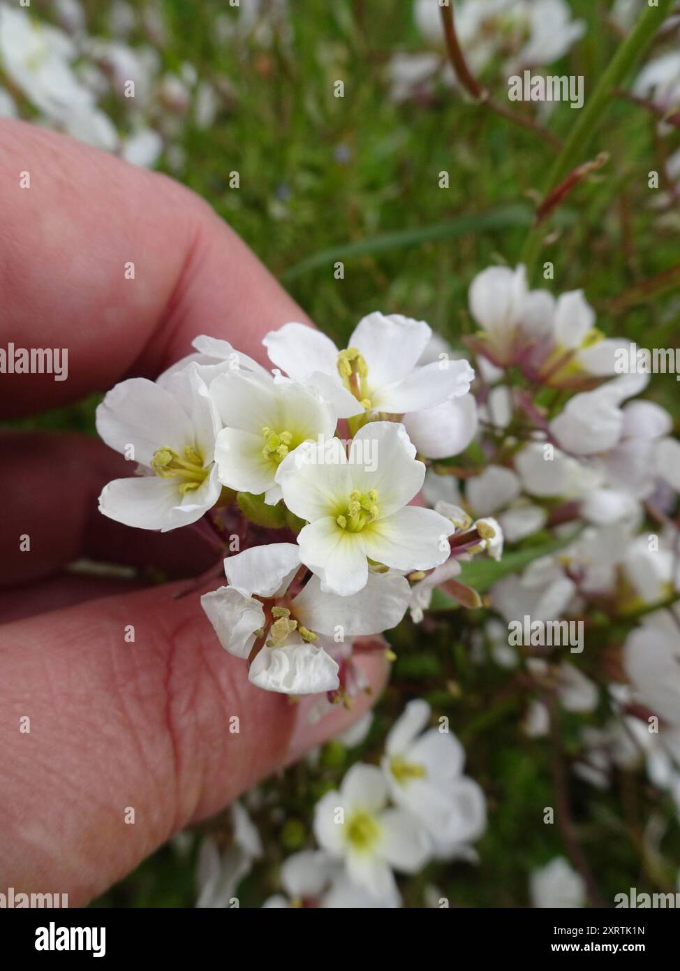White Wall-rocket (Diplotaxis erucoides) Plantae Stock Photo - Alamy