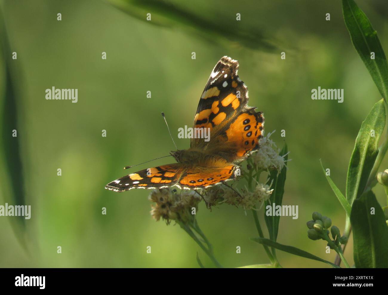Subtropical Lady (Vanessa carye) Insecta Stock Photo - Alamy