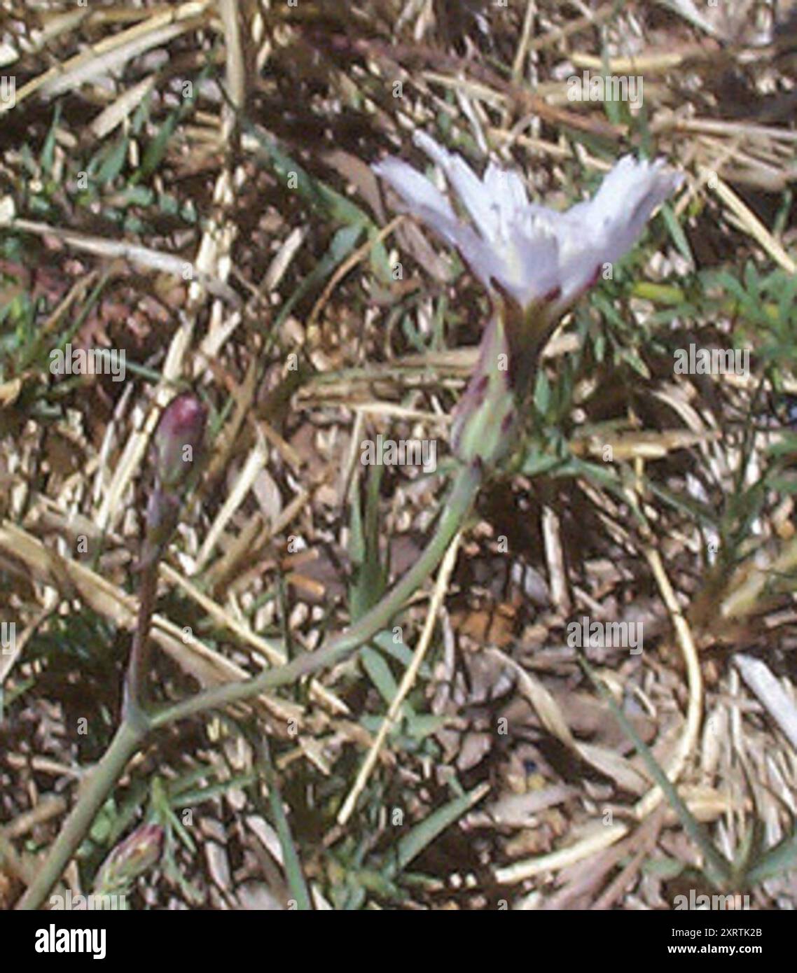 African Lettuce (Lactuca inermis) Plantae Stock Photo - Alamy