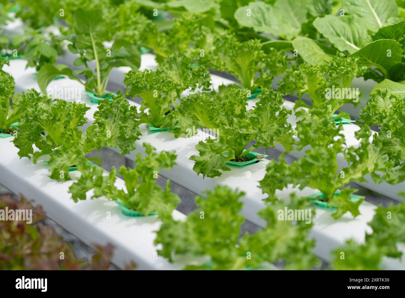 hydroponic salad farm grows leafy greens using a soilless system ...