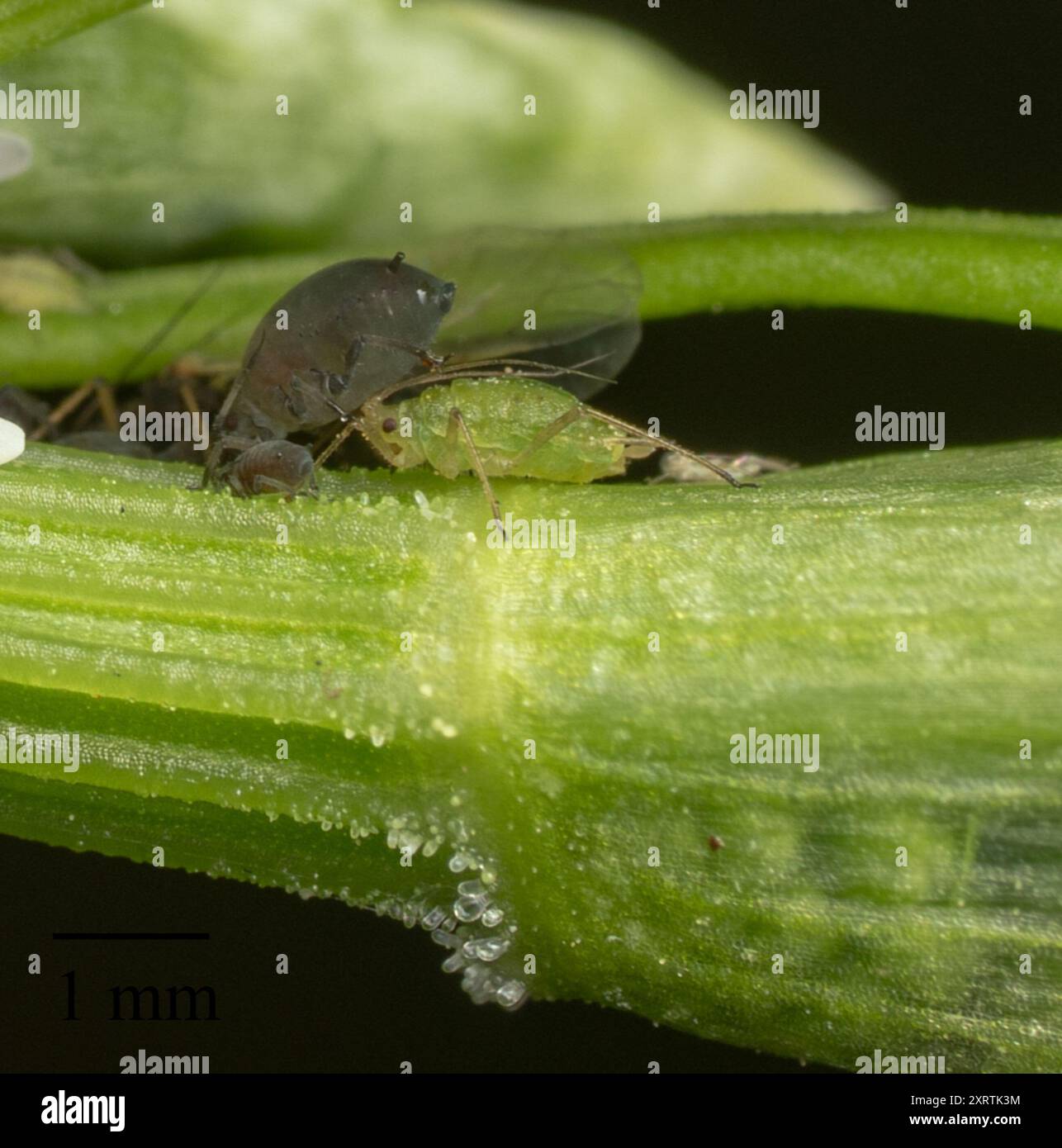 Aphids (Aphididae) Insecta Stock Photo - Alamy