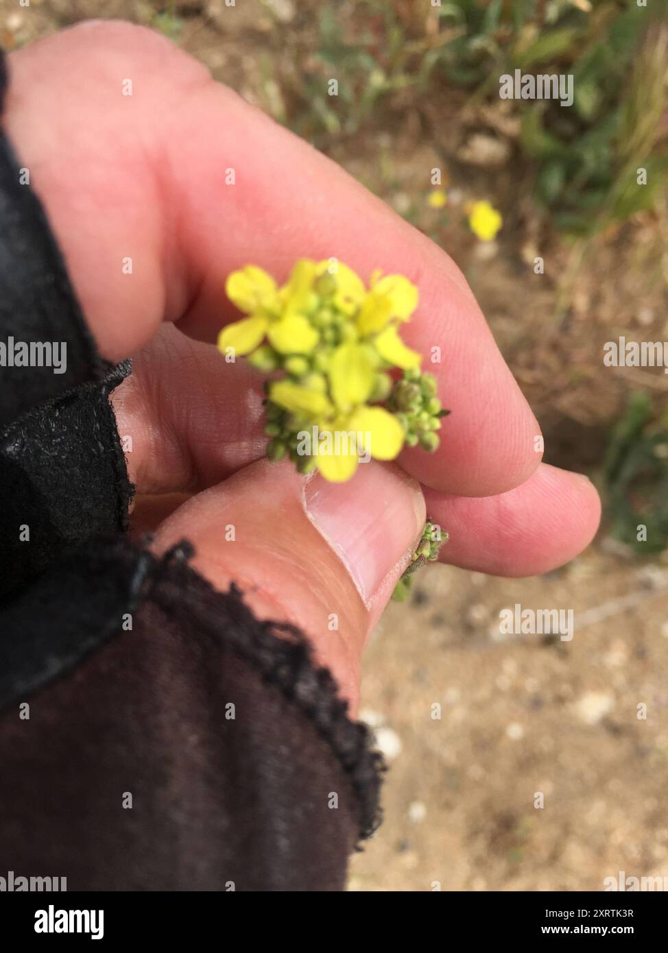 Shortpod Mustard (Hirschfeldia incana) Plantae Stock Photo - Alamy