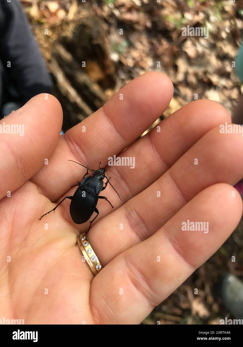 (Dicaelus dilatatus) Insecta Stock Photo - Alamy