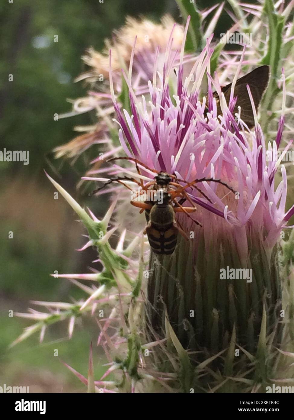 Notch-tipped Flower Longhorn Beetle (Typocerus sinuatus) Insecta Stock ...