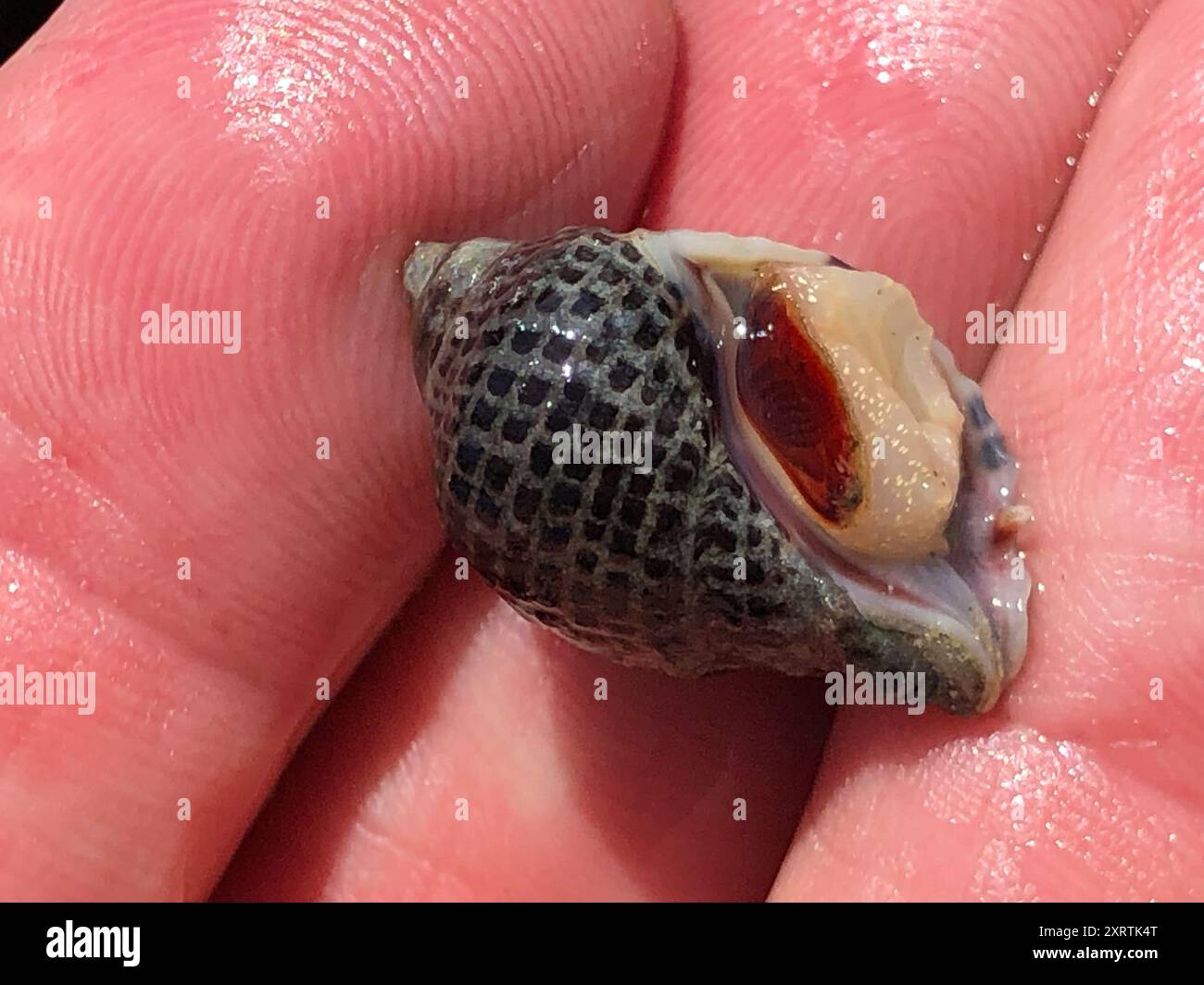 Spotted Unicorn (Acanthinucella punctulata) Mollusca Stock Photo - Alamy