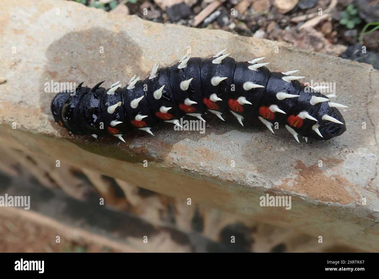 Cabbage Tree Emperor (Bunaea alcinoe) Insecta Stock Photo - Alamy