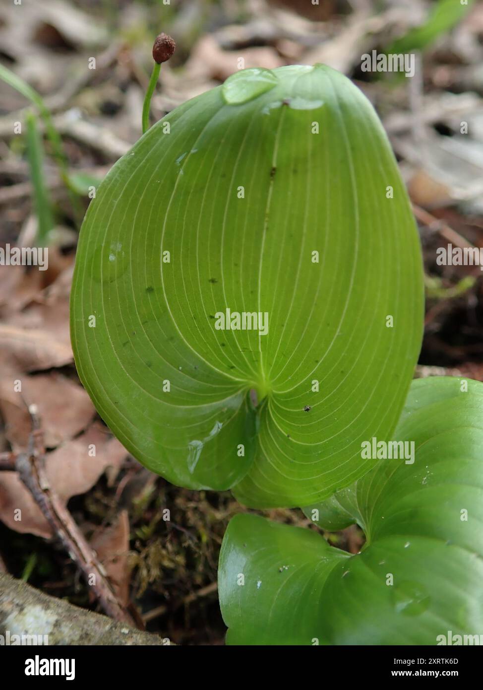 Western Lily of the Valley (Maianthemum dilatatum) Plantae Stock Photo ...