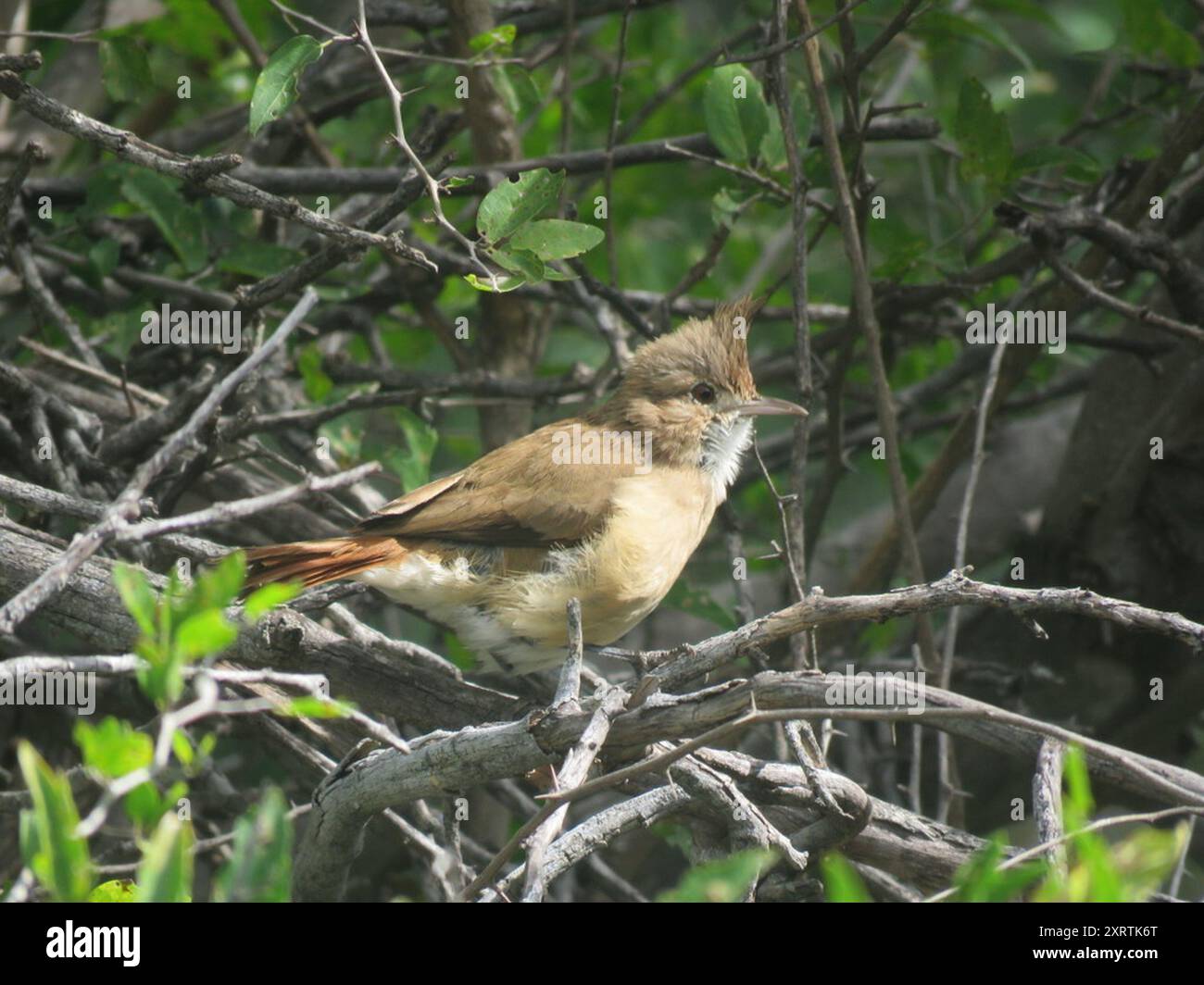 Crested Hornero (Furnarius cristatus) Aves Stock Photo - Alamy
