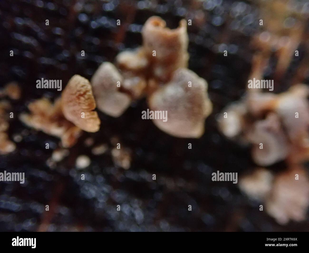 Luminescent Panellus (Panellus stipticus) Fungi Stock Photo - Alamy