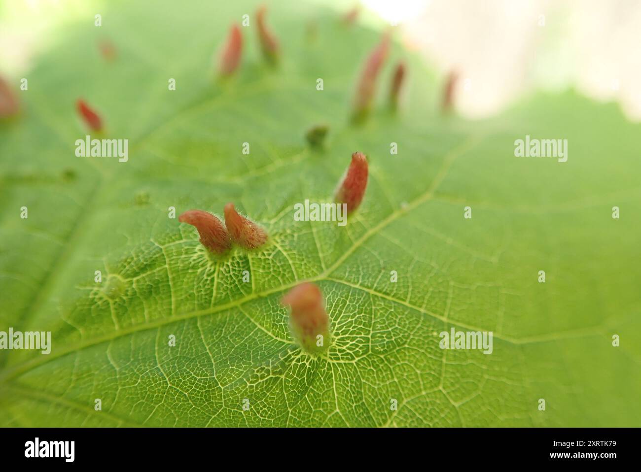 Red Nail Gall Mite (Eriophyes tiliae) Arachnida Stock Photo - Alamy