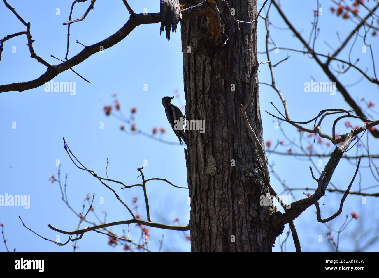 Yellow-bellied Sapsucker (Sphyrapicus varius) Aves Stock Photo - Alamy