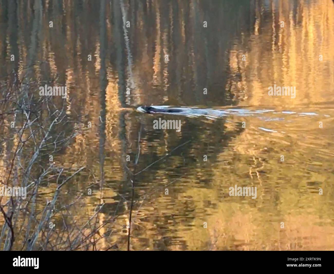 American Beaver (Castor canadensis) Mammalia Stock Photo - Alamy