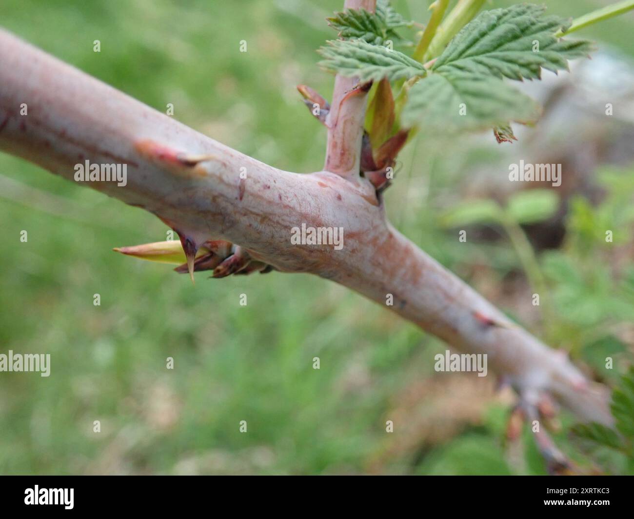 whitebark raspberry (Rubus leucodermis) Plantae Stock Photo - Alamy
