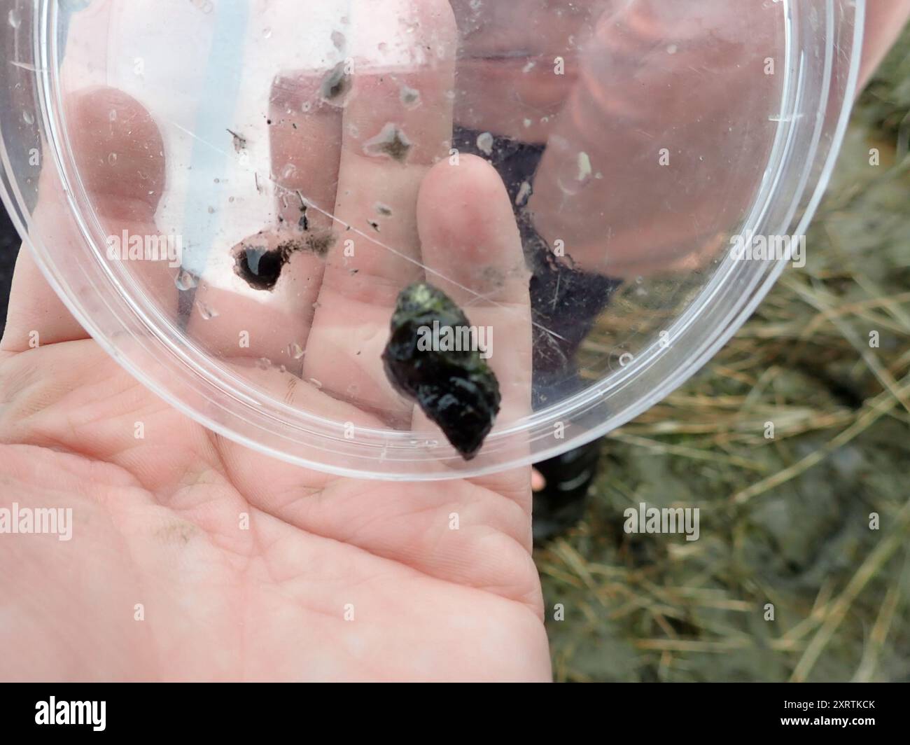 Eastern Mudsnail (Ilyanassa obsoleta) Mollusca Stock Photo - Alamy