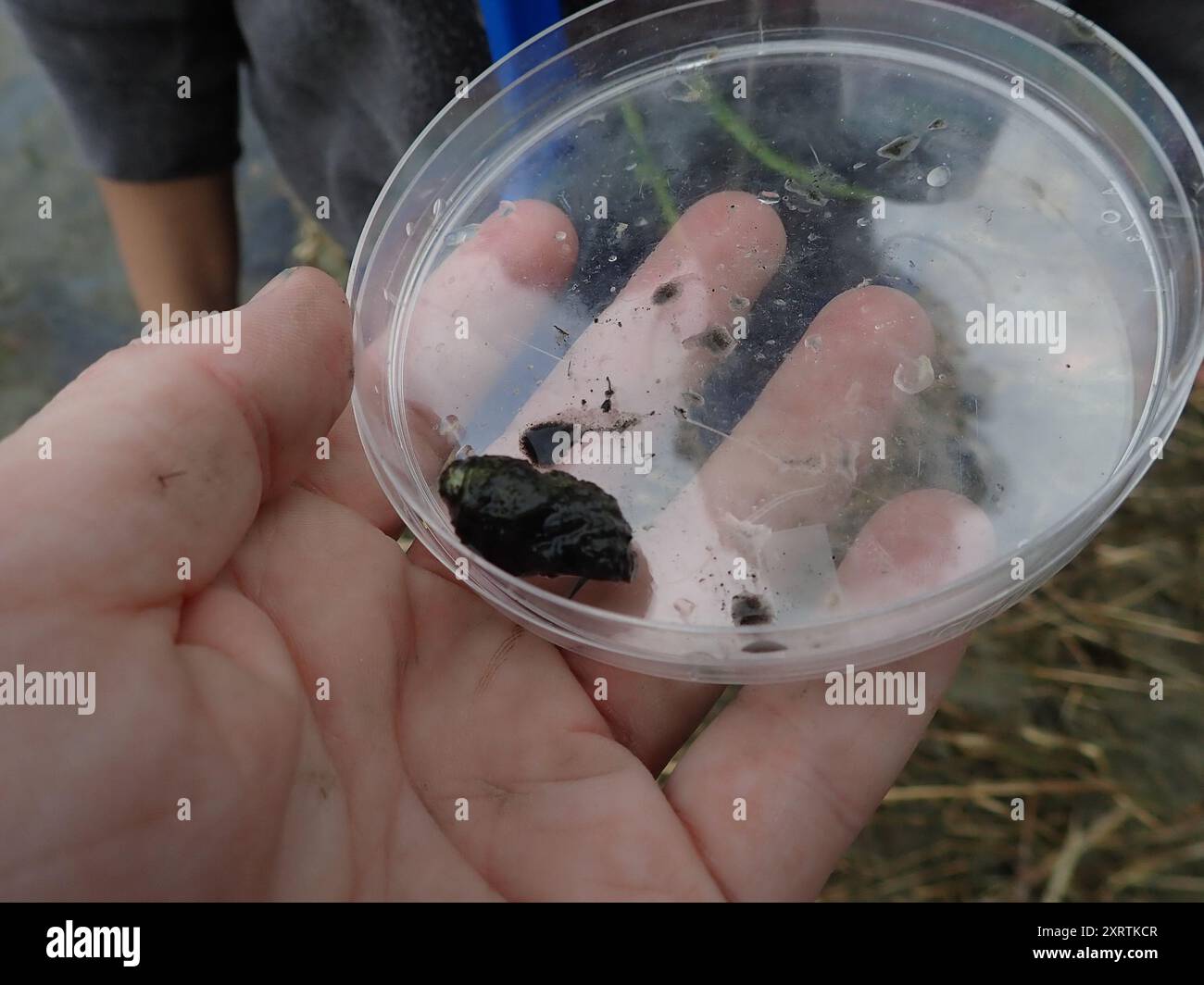 Eastern Mudsnail (Ilyanassa obsoleta) Mollusca Stock Photo - Alamy