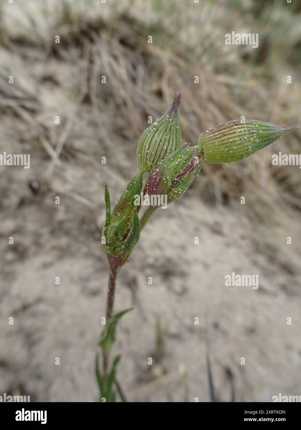 Sand Catchfly (Silene conica) Plantae Stock Photo - Alamy