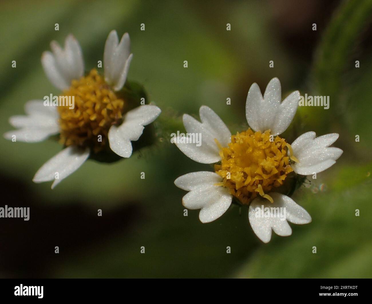 shaggy soldier (Galinsoga quadriradiata) Plantae Stock Photo - Alamy