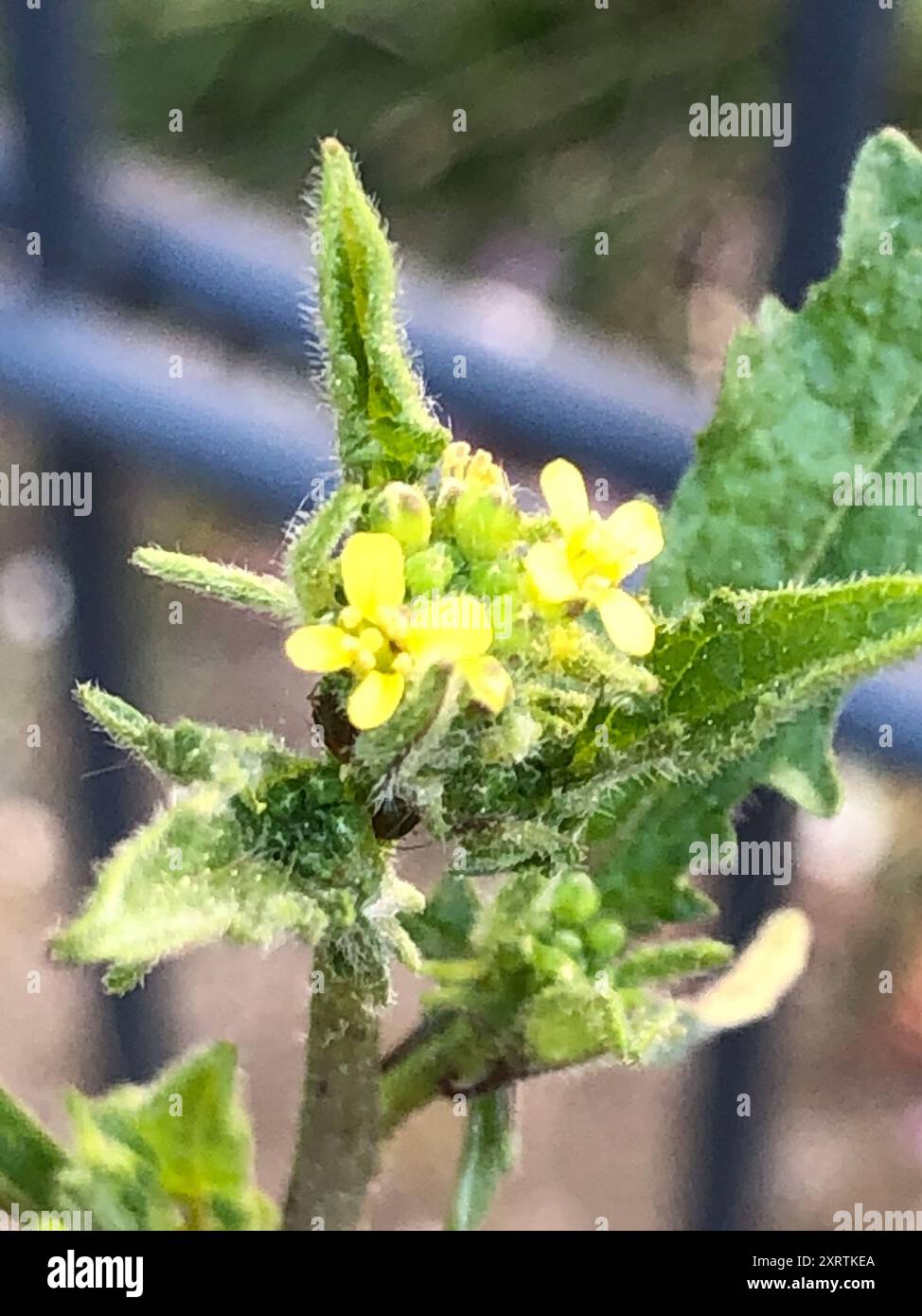 Hedge mustard (Sisymbrium officinale) Plantae Stock Photo - Alamy