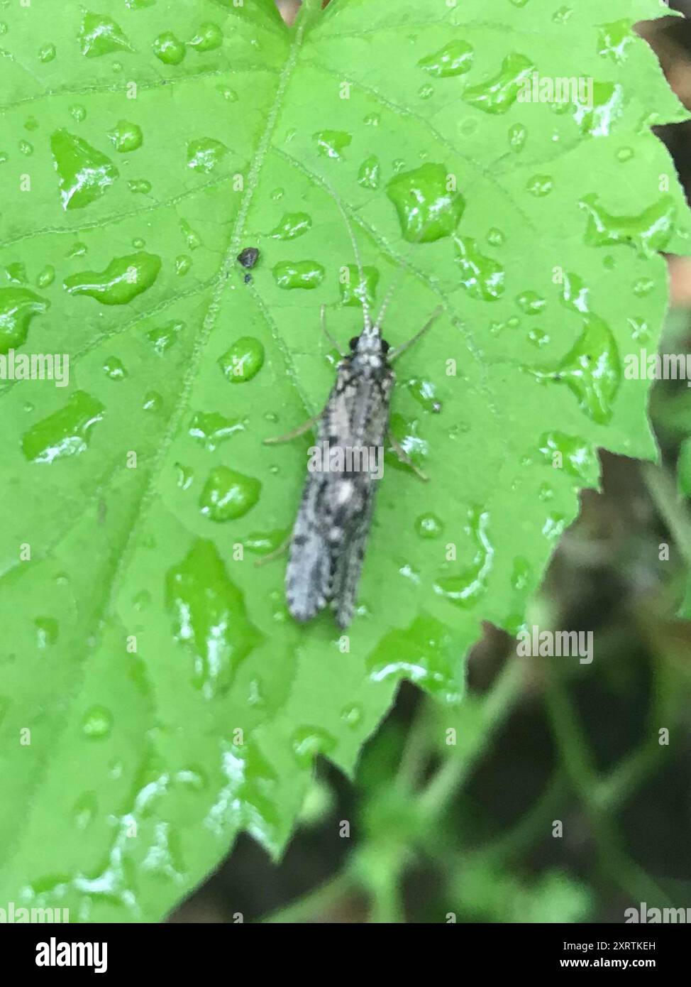 Caddisflies trichoptera insecta hi-res stock photography and images - Alamy