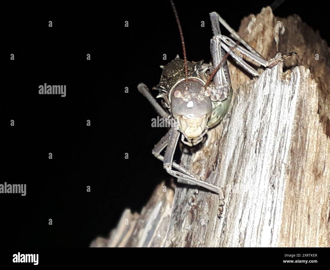 Brown Armoured Corncricket (Acanthoplus discoidalis) Insecta Stock ...