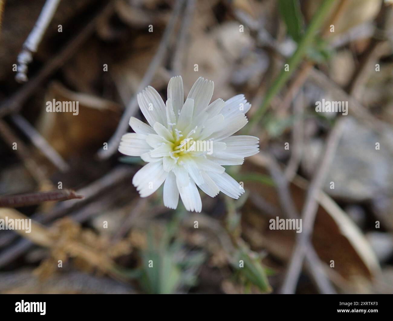 California chicory (Rafinesquia californica) Plantae Stock Photo - Alamy