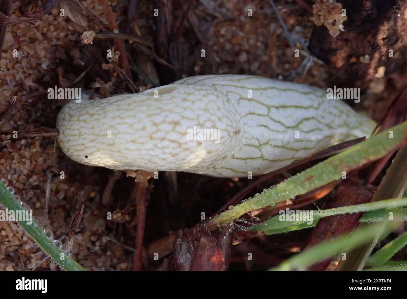 African Banana Slug (Elisolimax flavescens) Mollusca Stock Photo - Alamy