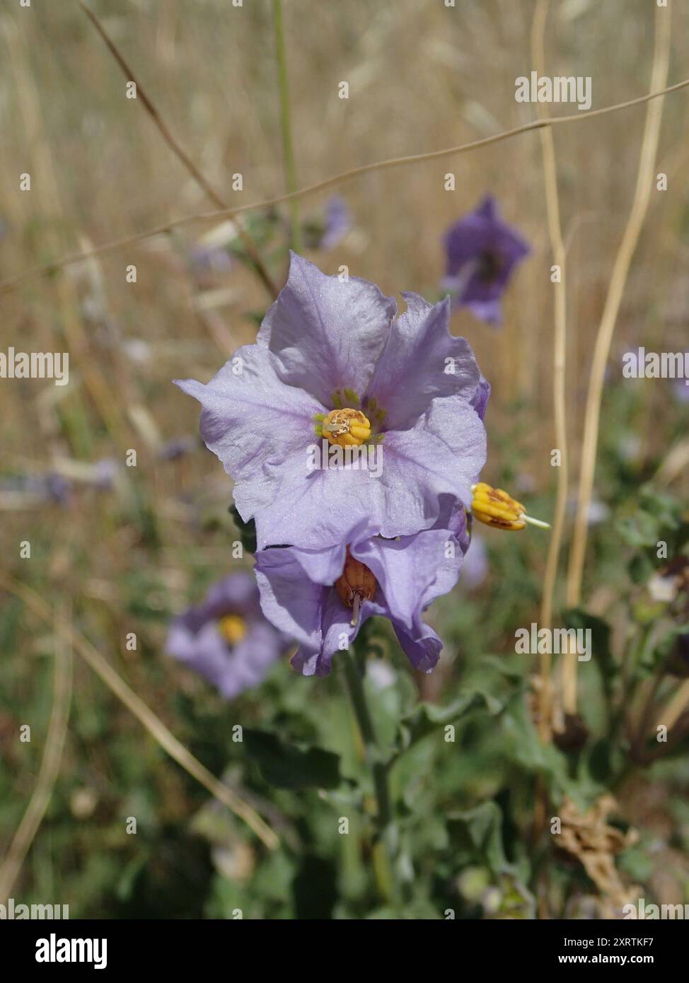 purple nightshade (Solanum xanti) Plantae Stock Photo - Alamy
