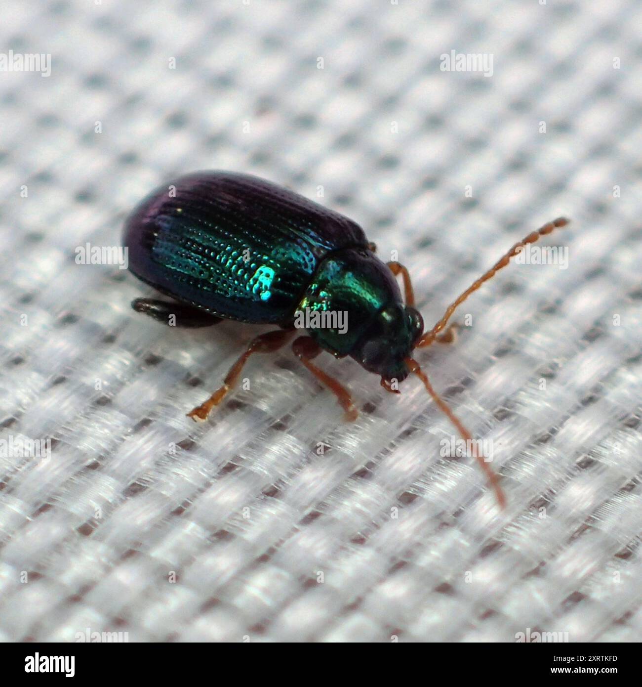 Violet Flea Beetle (Crepidodera violacea) Insecta Stock Photo - Alamy