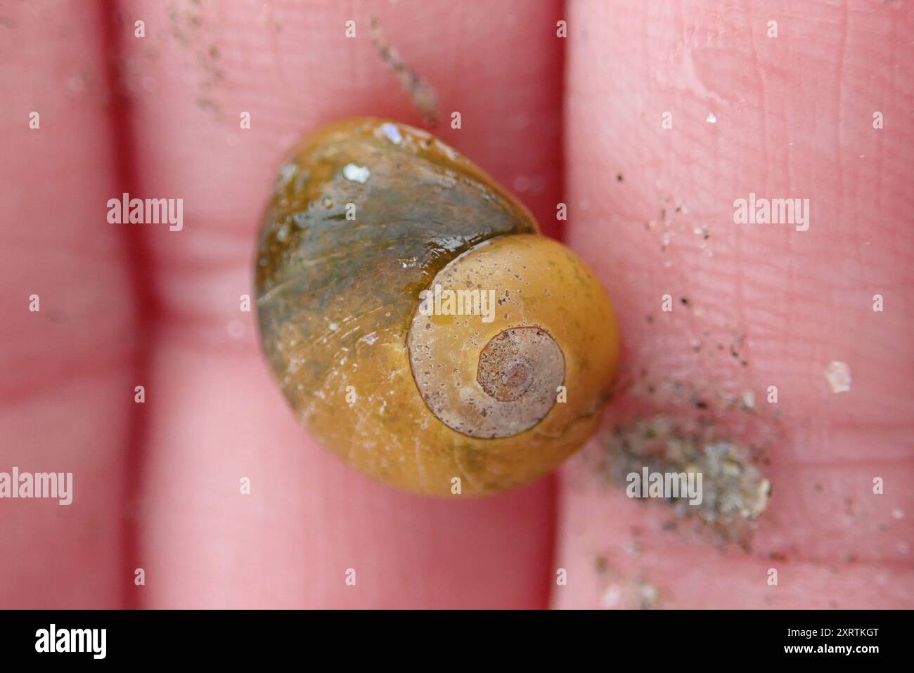 Flat Periwinkle (Littorina obtusata) Mollusca Stock Photo - Alamy