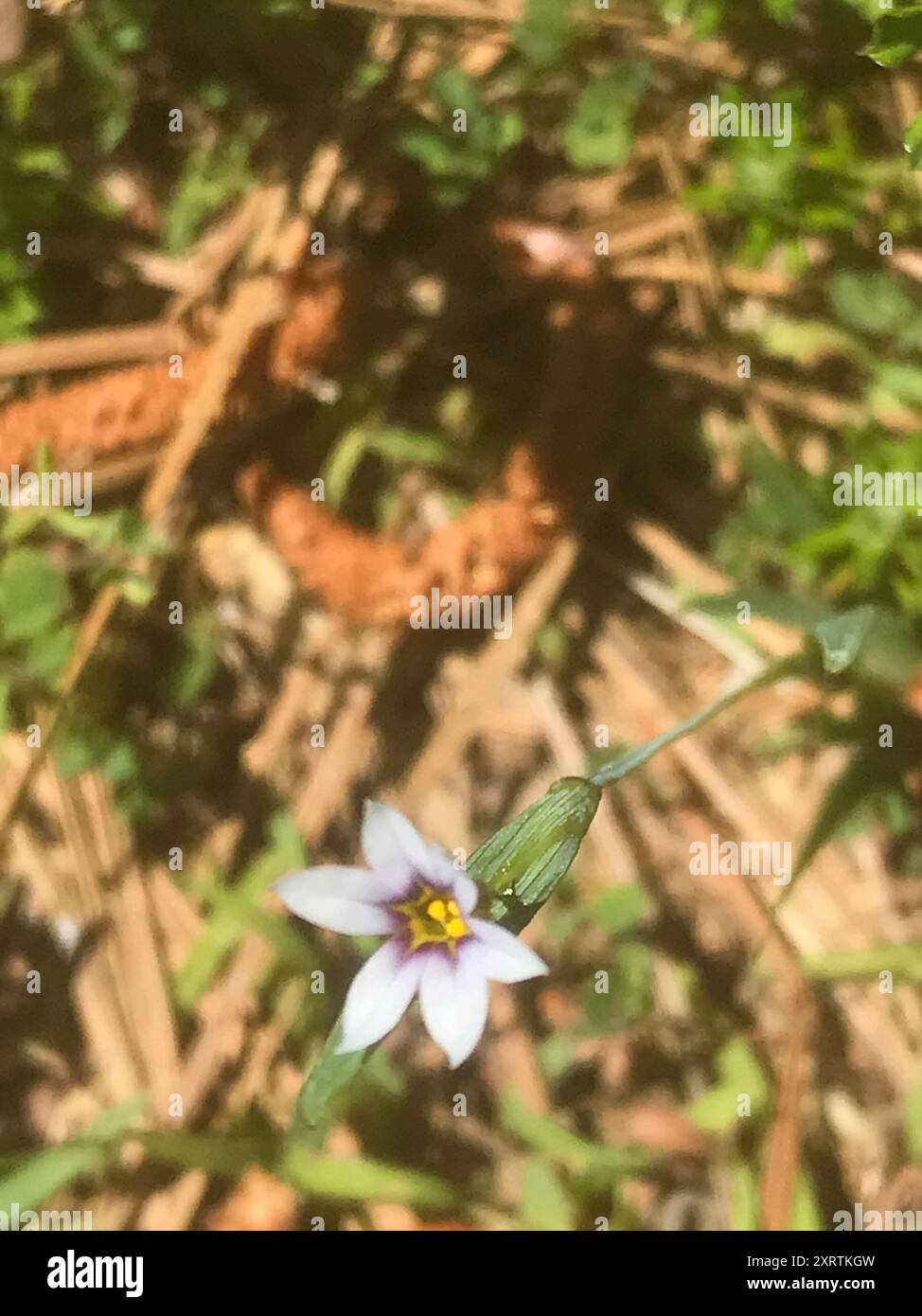 Blue Pigroot (Sisyrinchium micranthum) Plantae Stock Photo - Alamy