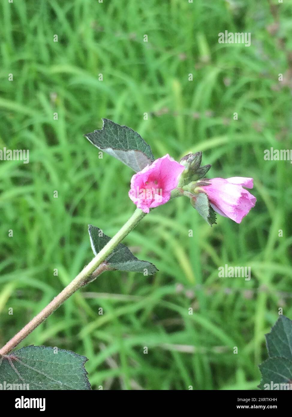 Caesar weed (Urena lobata) Plantae Stock Photo - Alamy