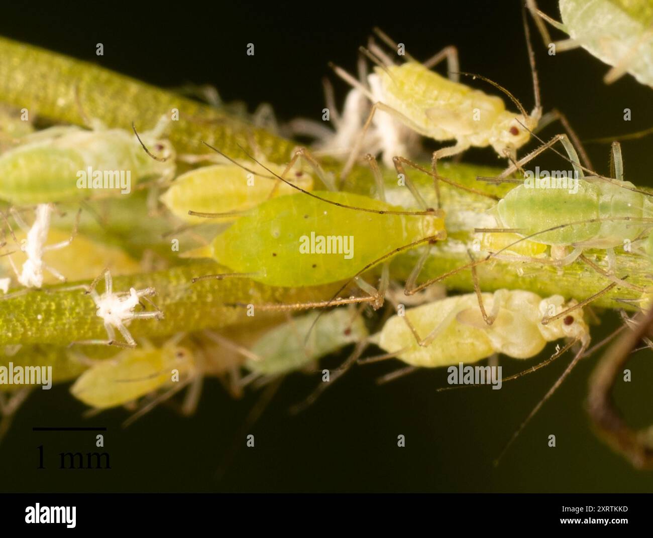 Potato Aphid (Macrosiphum euphorbiae) Insecta Stock Photo - Alamy